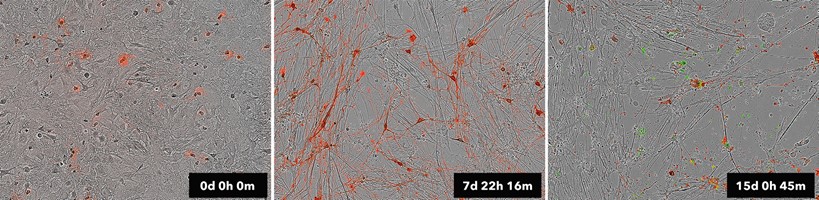 Incucyte® S3 Live Cell Analysis Device - Sartorius Croatia