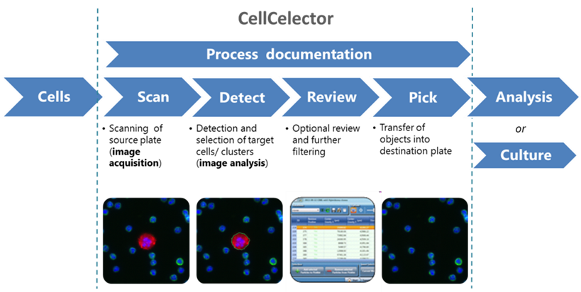 CellCelector Flex system for monitoring and selecting cells - Sartorius ...