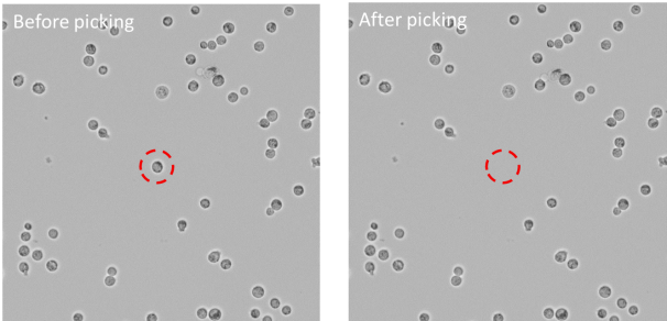 CellCelector Flex system for monitoring and selecting cells - Sartorius ...