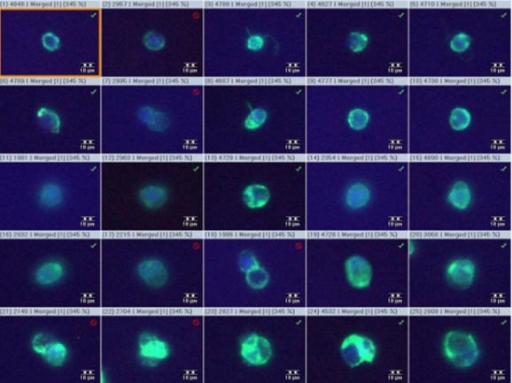 CellCelector Flex system for monitoring and selecting cells - Sartorius ...